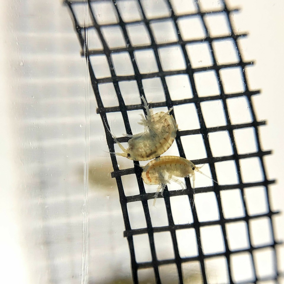 30+ Live Freshwater Amphipods Gammarus Scuds Culture 5mm Size - USA ...