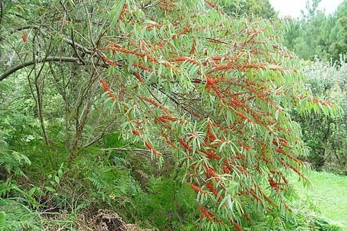 Debregeasia longifolia | Orange Wild Rhea | Haikaeng Thing | 100 Seeds ...