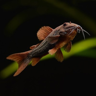 Black Venezuela's Cory | Corydoras sp. Black Venezuela | South American ...