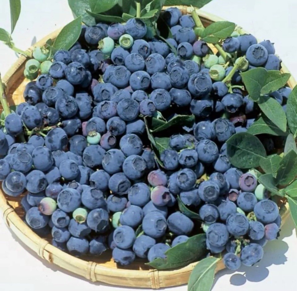 3 'Bluejay' Blueberry Plants / Vaccinium cor. 'Bluejay' 15-25cm in 9cm ...