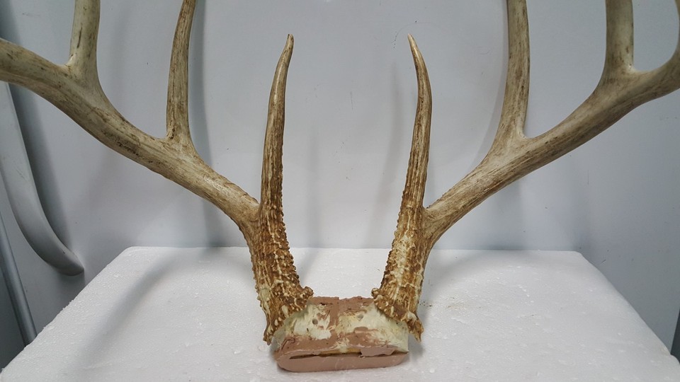 Super Brows clean 4x4 WHITETAIL DEER RACK Antlers mule mount taxidermy ...