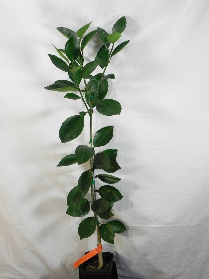 Cara Cara Red Navel Orange Tree - 24-36" Tall - Live Citrus Plant ...