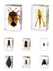 30Pcs Real Insect Specimen Bugs in Resin Collection Beetle in Resin ...