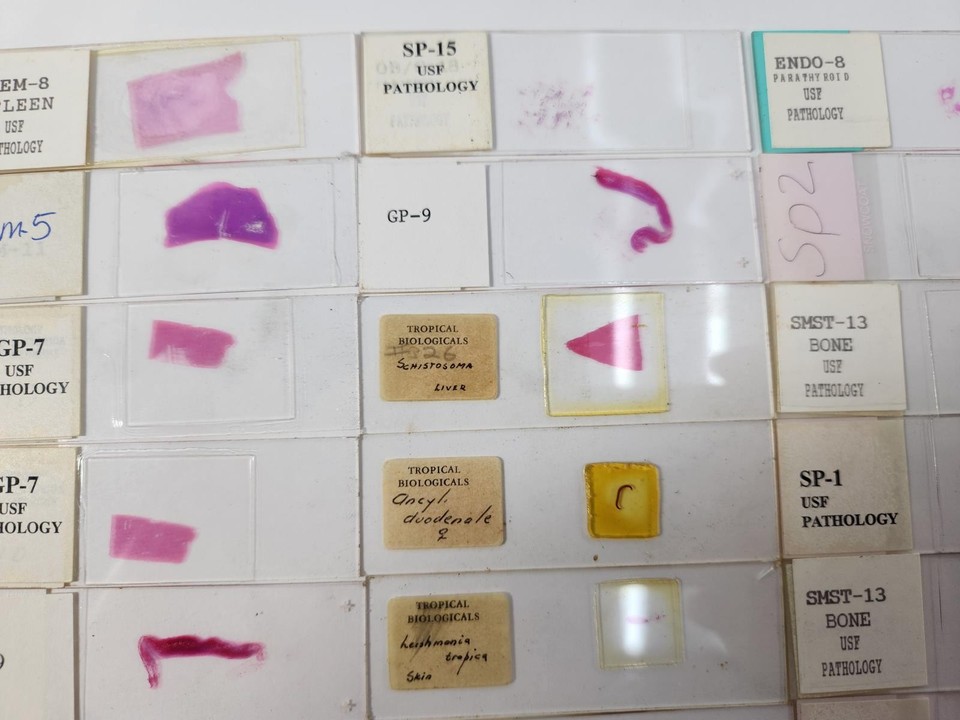 Lot Of 50 Vintage University Prepared Pathology Microscope Slides ...
