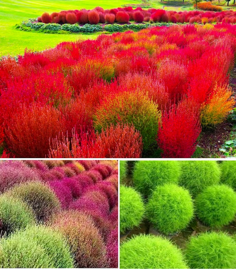 Kochia Plant Free Photos | Kochia