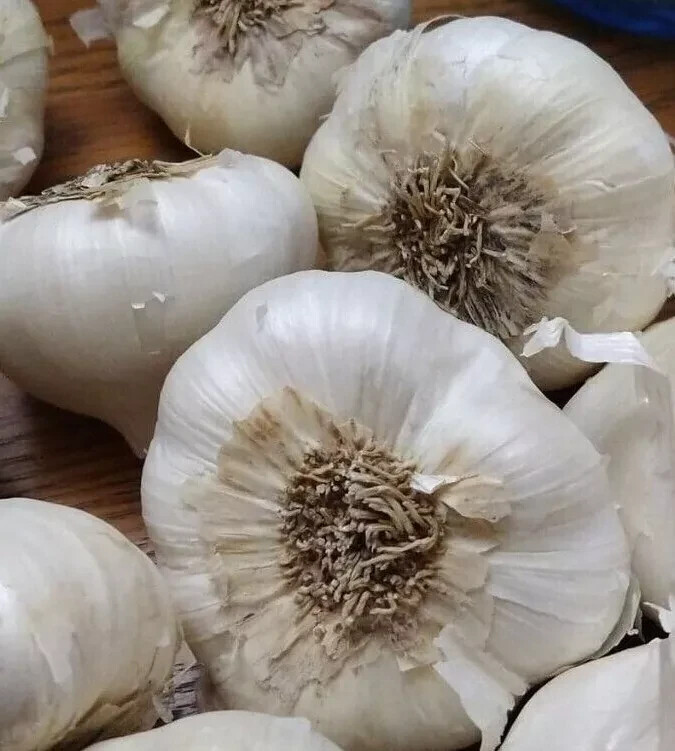 Jumbo Garlic Seed 3 Bulbs Rare Transylvanian Vampire Softneck Organic ...