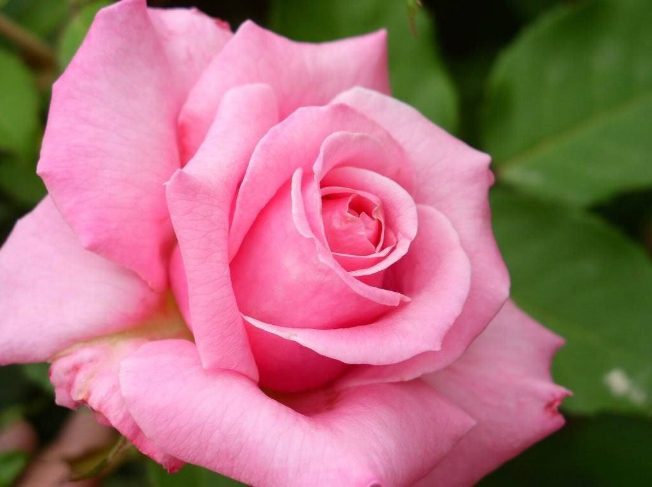 5 PINK ROSE Rosa Bush Shrub Perennial Flower Seeds *Flat S/H | eBay