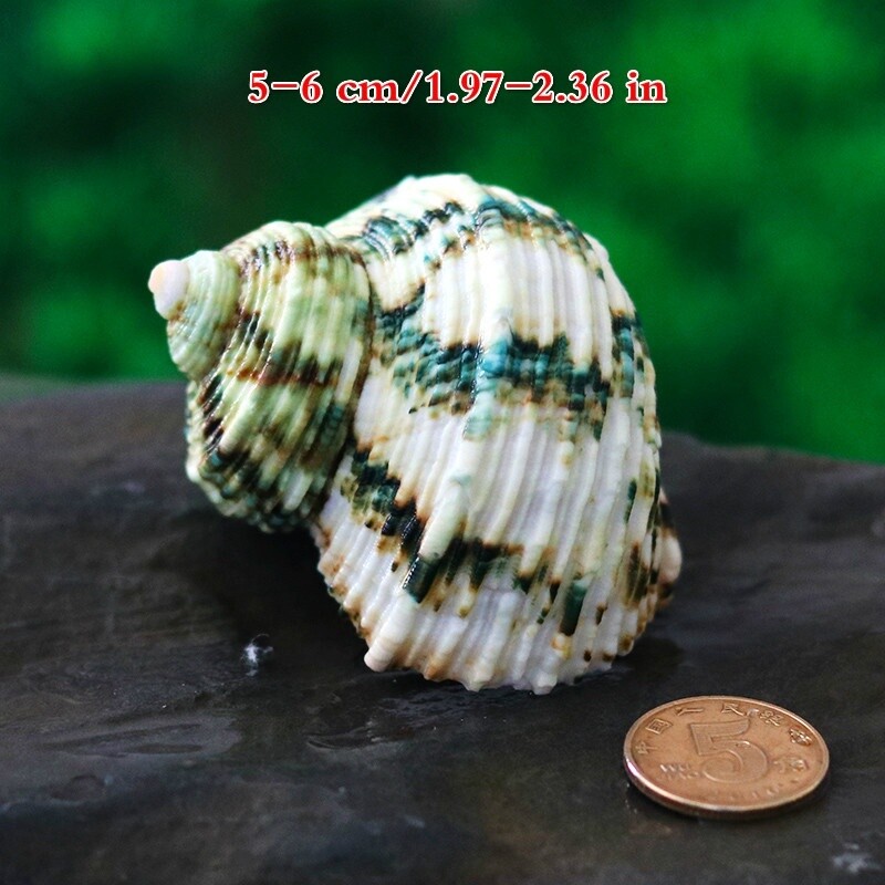 Green Conch Shells Natural Seashells Aquarium Fish Tank Adorn Home ...