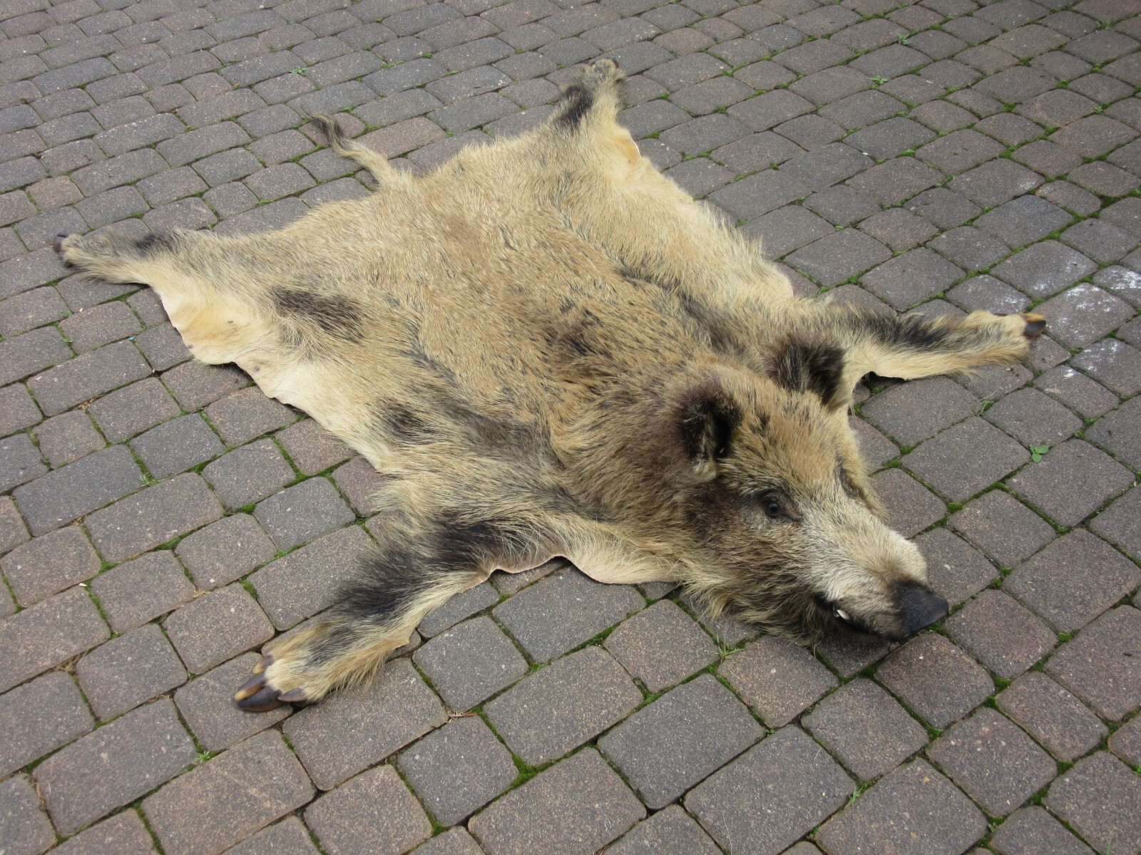 Wild boar skin with a stuffed head, tanned skin, fur, trophy, taxidermy ...