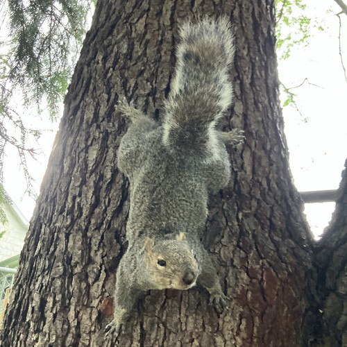 Eastern Gray Squirrel Climbing Down Wall Mount ~ Taxidermy #31 | eBay