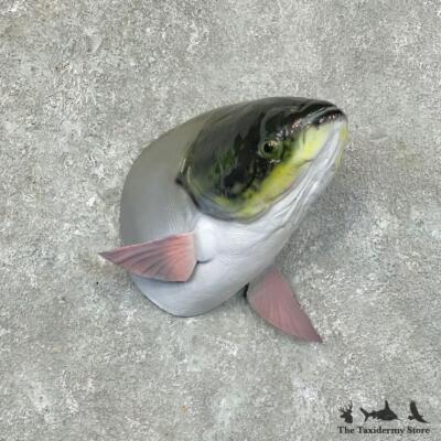 #22685 E+ | Asian Carp Shoulder Taxidermy Fish Mount For Sale | eBay