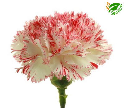Clavel Gigante Blanco Estriado ( 100 semillas ) Dianthus caryophyllus ...