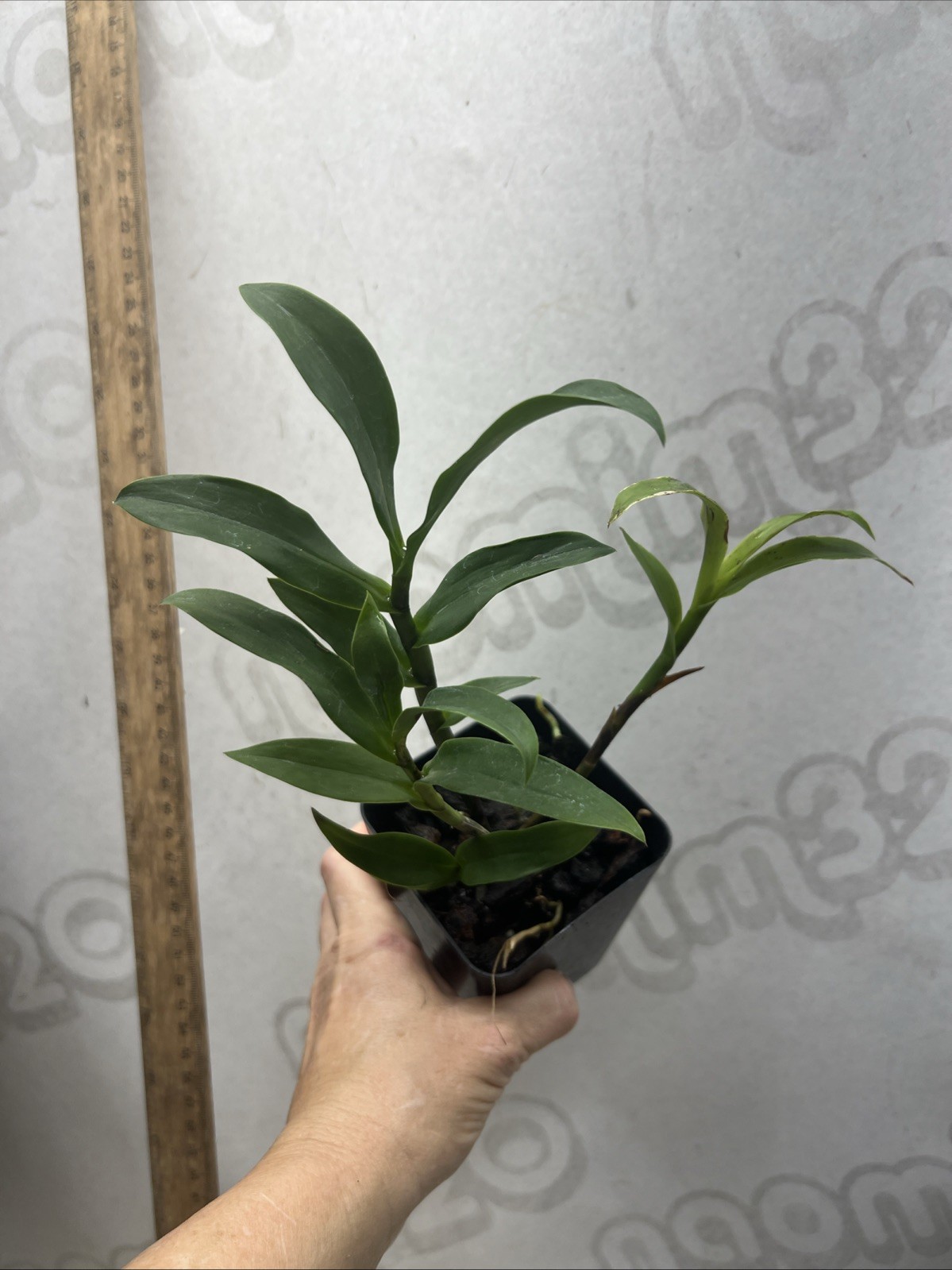 Epicattleya Rene Marques 'Flame Thrower' HCC/AOS | eBay