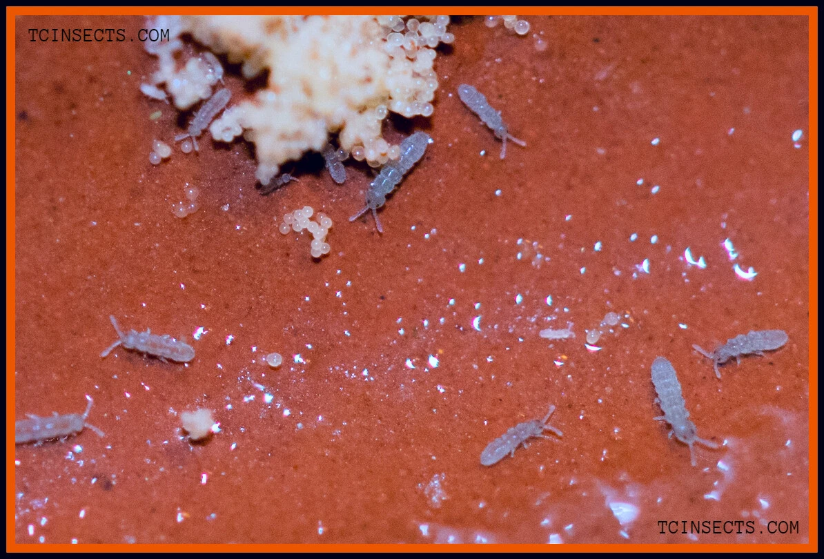 Springtails In House