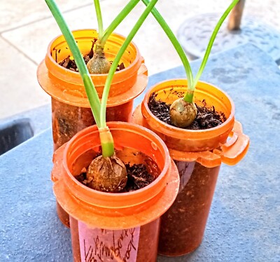 Pic 1 Only-Albuca Bracteate Pregnant Onion Plant 3-1/2" Bulb/PICS-17-21 ...