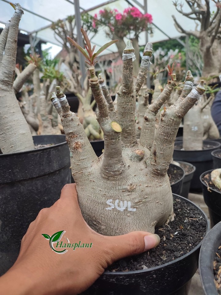 Adenium mix flower - bonsai Arabicum Godji best character obesum bonsai ...