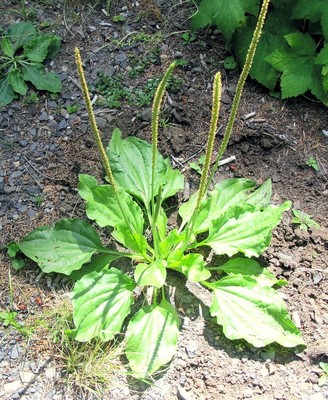 Broadleaf Plantain organic medicinal plant YANTEN Plantago major herb ...