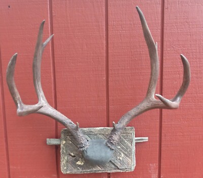 deer antler wall mounts, rustic antler mounts, den decor, mantle decor ...