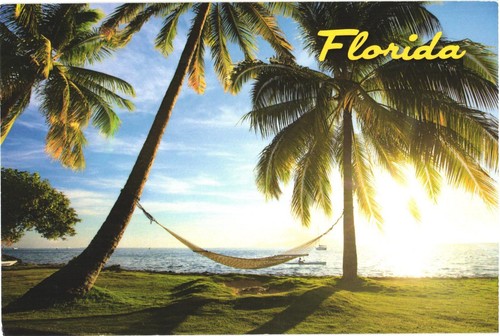 Florida Relax in Florida Beautiful Hammock and Palm Trees by The Beach ...