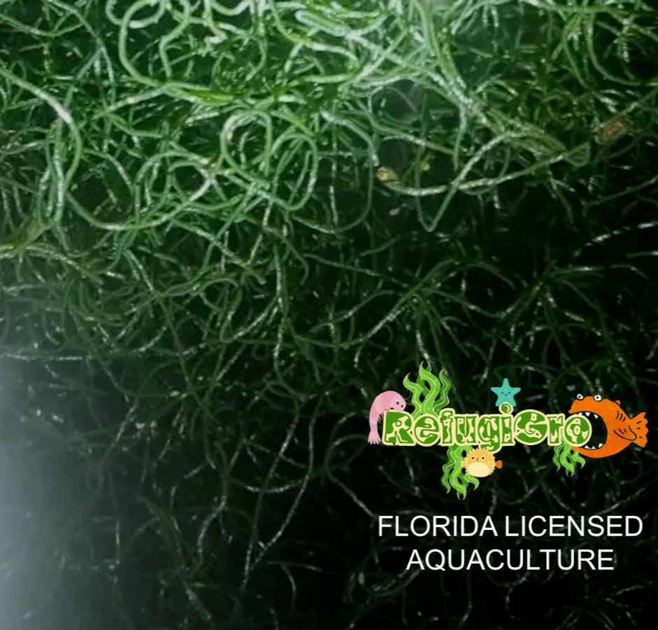 1/4 Pound (4 cups) Live Chaeto Macro Algae Chaetomorpha for Reef Tank ...