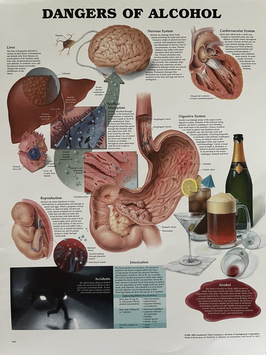 Effects Of Alcohol Negative Effects Of Alcohol On Body Organs.