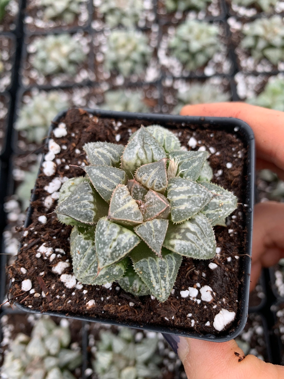 Haworthia pygmaea "Snow View" - April Farm/Rare Succulents | eBay