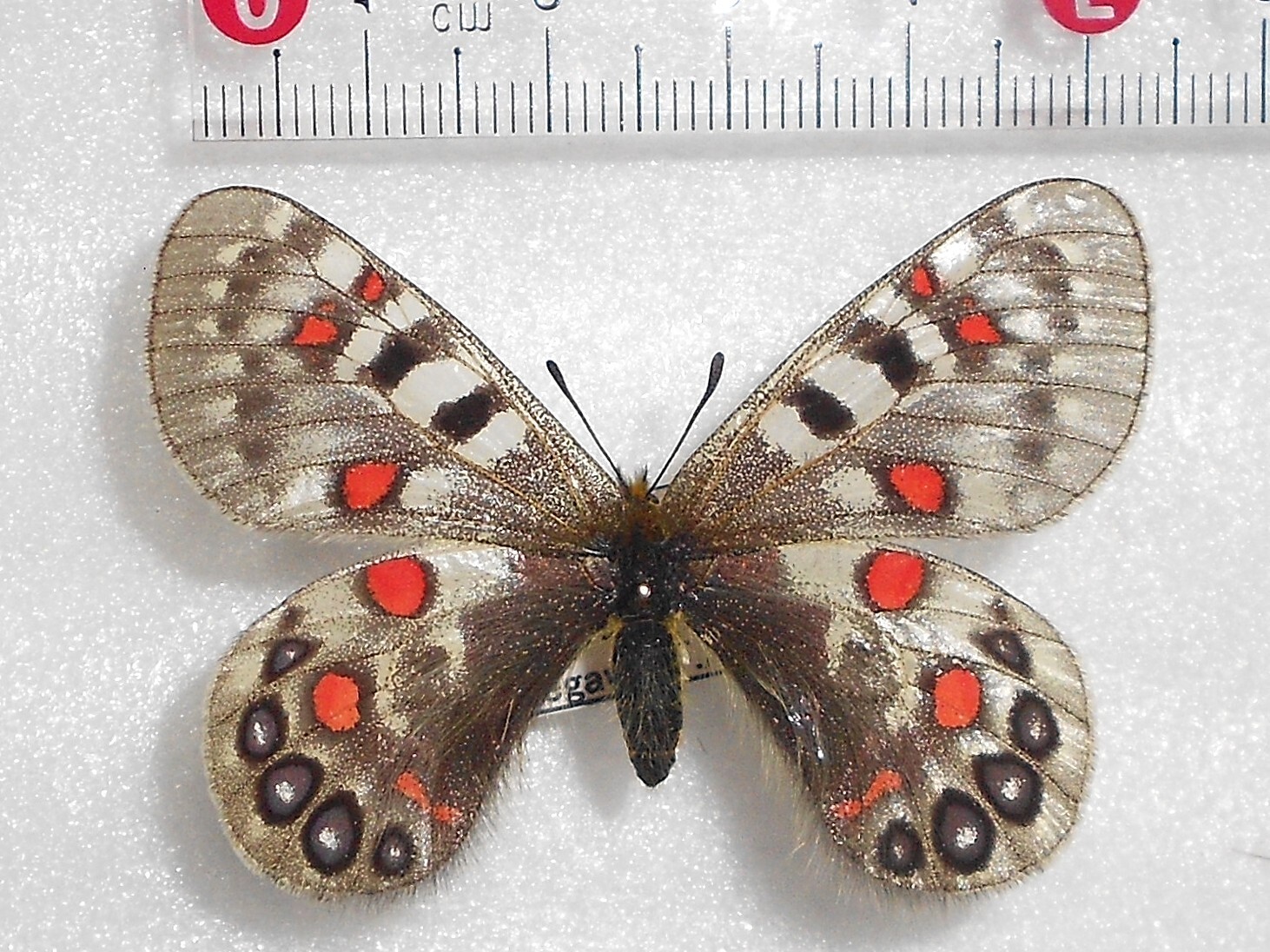 Nice form! Parnassius hardwickii 1F (Rothang-Pass India) | eBay