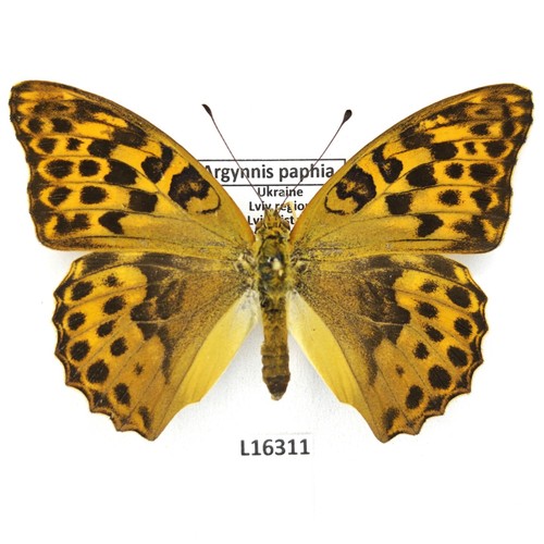 Nymphalidae, Argynnis paphia, female, A1, Ukraine, ABERRATION | eBay