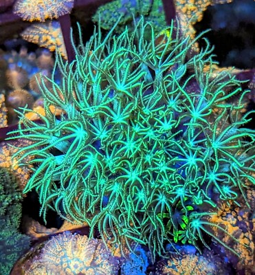 Green Star Polyp GSP soft coral frag beginner live Marine Frags corals ...