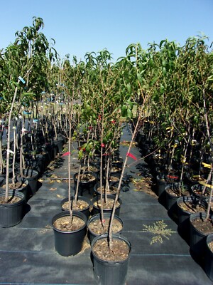 CRIMSON SNOW NECTARINE 4-6 Ft Tree Fruit Trees Plants Plant Tasty ...