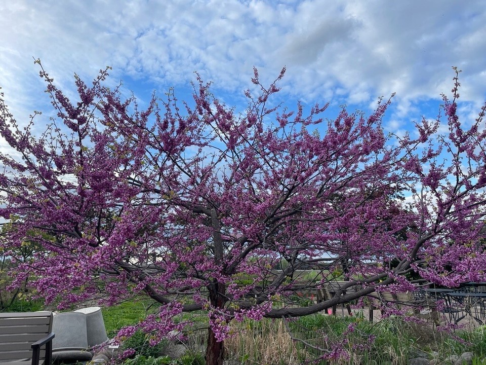 Eastern Redbud Tree Seeds ( Cercis canadensis ) - Pink - Free Shipping ...