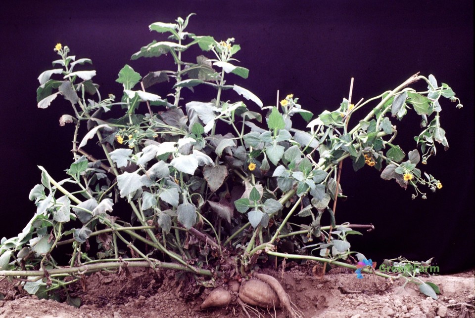 100 Seeds Smallanthus Sonchifolius Yacon Peruvian Ground Apple Crisp ...
