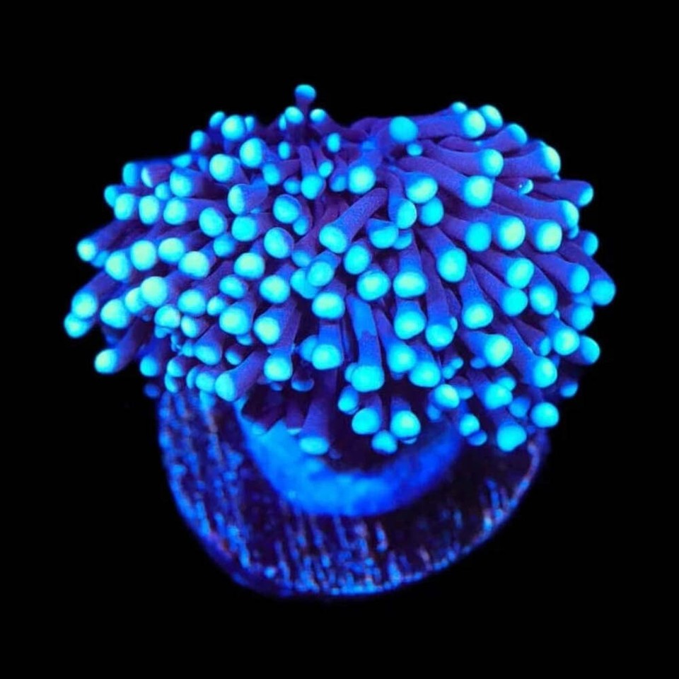 TSA Blue Torch Coral | eBay