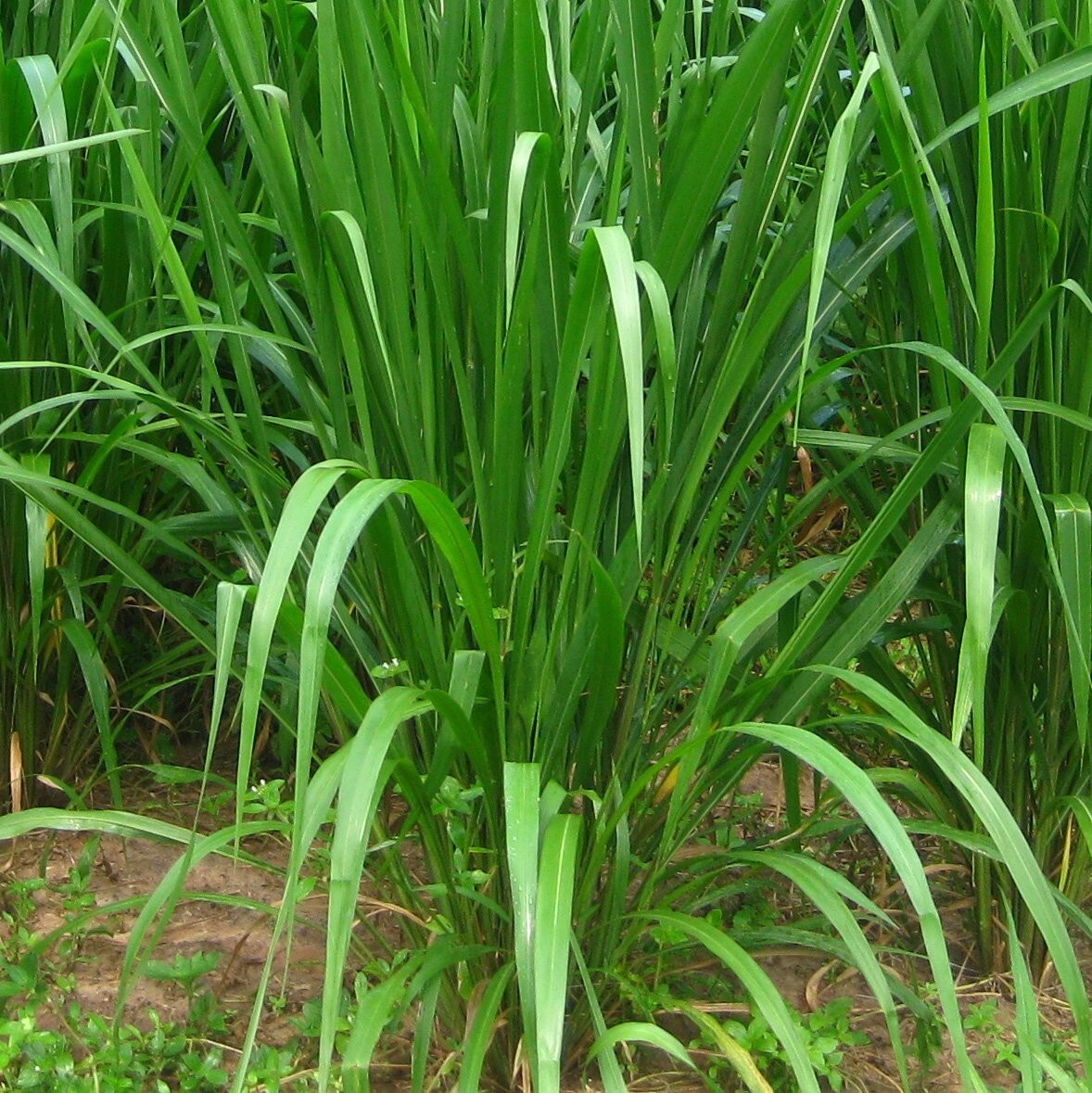 Panicum Maximum