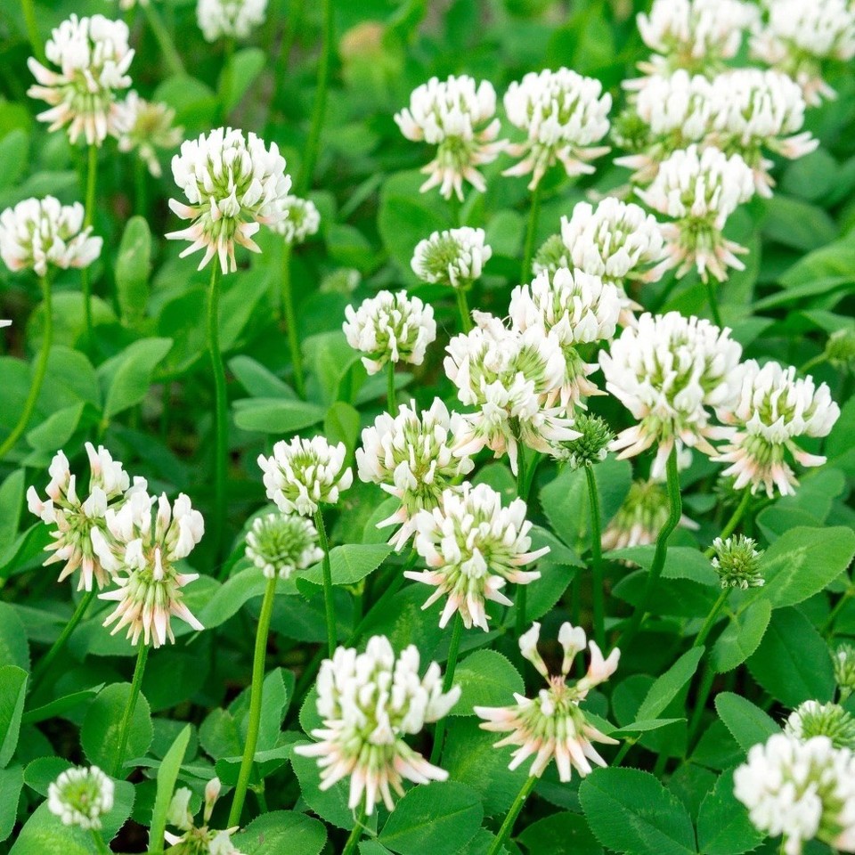 CLOVER MIX 2,000 seeds RED WHITE CRIMSON BEE + BENEFICIAL BUG ...