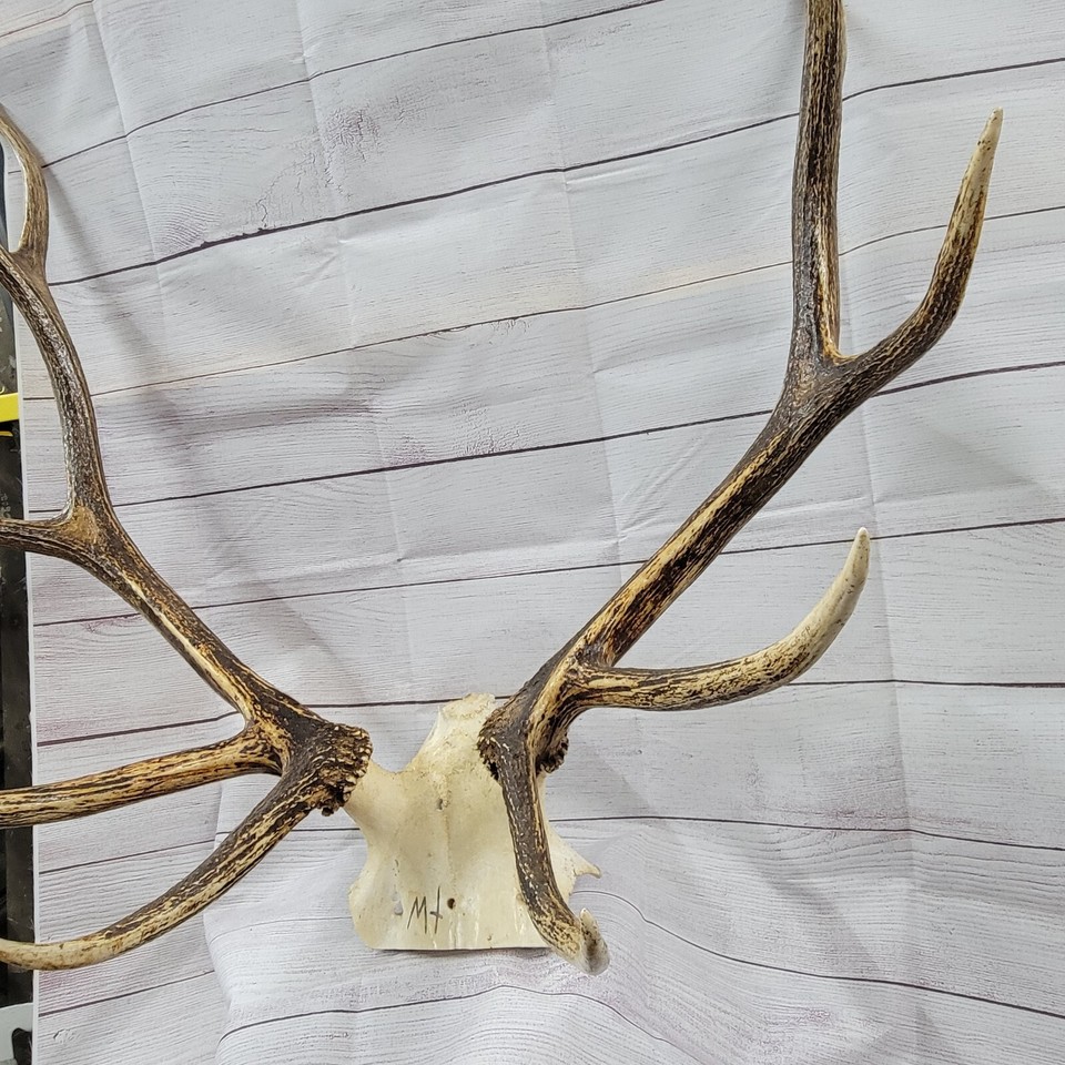 Elk (reindeer) Skull cap mount 5x5 31" Wide 28" tall Montana deer | eBay