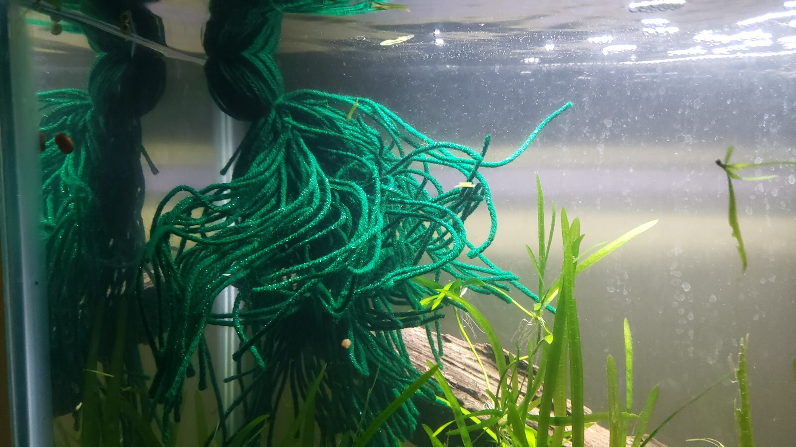 Spawning Mop - Floating or Weightless or Sinking - For Breeding ...