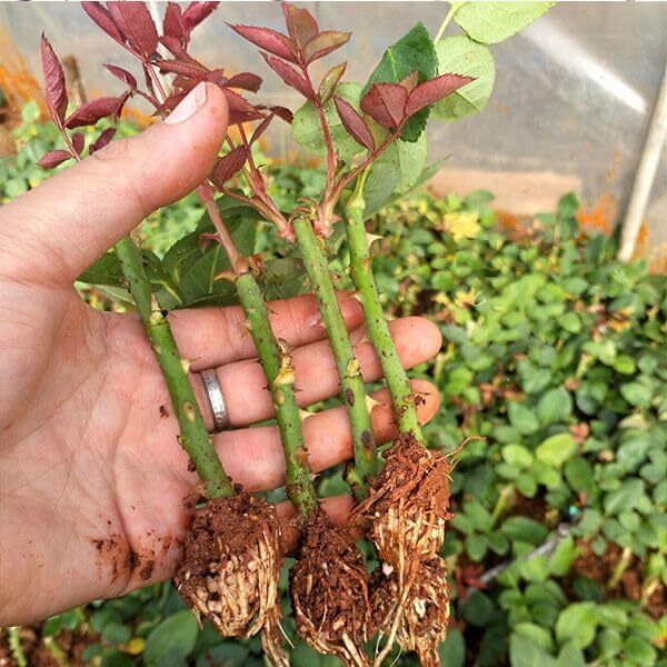 Rose "Rodas" Plants Live Ready to Plant Outdoors ,Bright Red Rose Bush ...