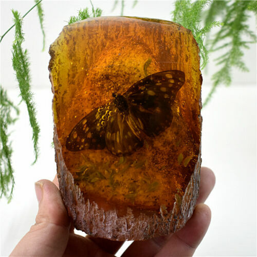 Amber King Fossil Plants Insects Characteristics Butterfly Decorative ...