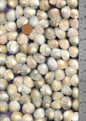 96 UK NORTH SEA very worn & nibbled LIMPET sea shells 400g Beach Dunbar ...