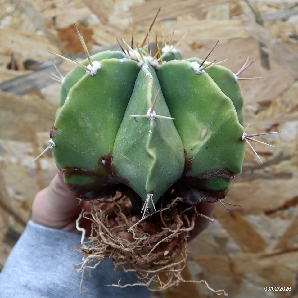 K027 ASTROPHYTUM MYRIOSTIGMA special price, no ariocarpus, no aztekium ...