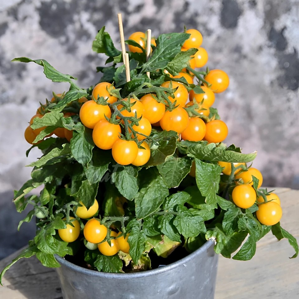 Gemma Micro Dwarf Tomato Seeds | eBay