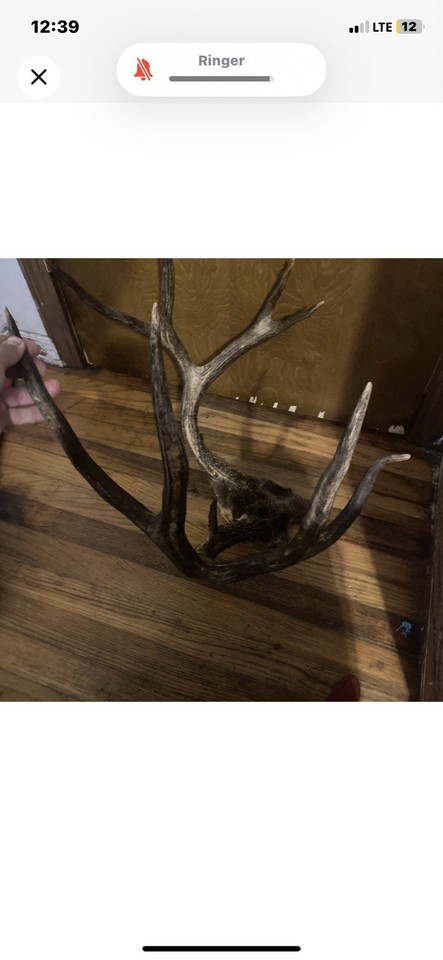 Ten Point Mule Deer Rack | eBay