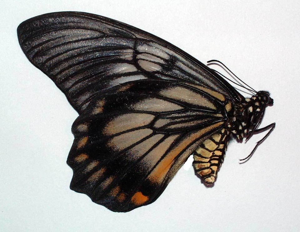 CHILASA VEIOVIS - unmounted FEMALE - QUALITY A- | eBay