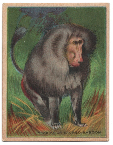 1925 Baboon Trading Card FC1 Harry Horne Jelly Animals Like HASSAN ...