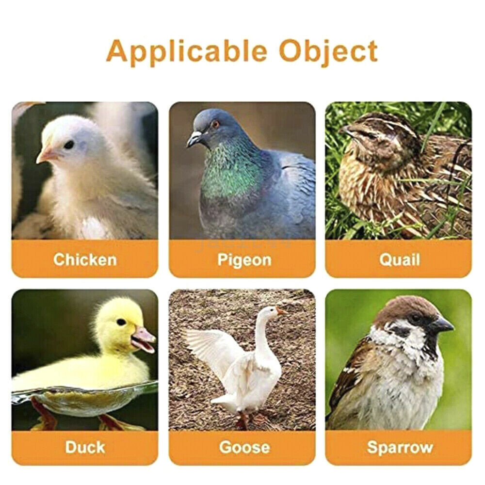 HOT Automatic Cups Water Feeder Drinker Chicken Waterer Poultry Chook ...