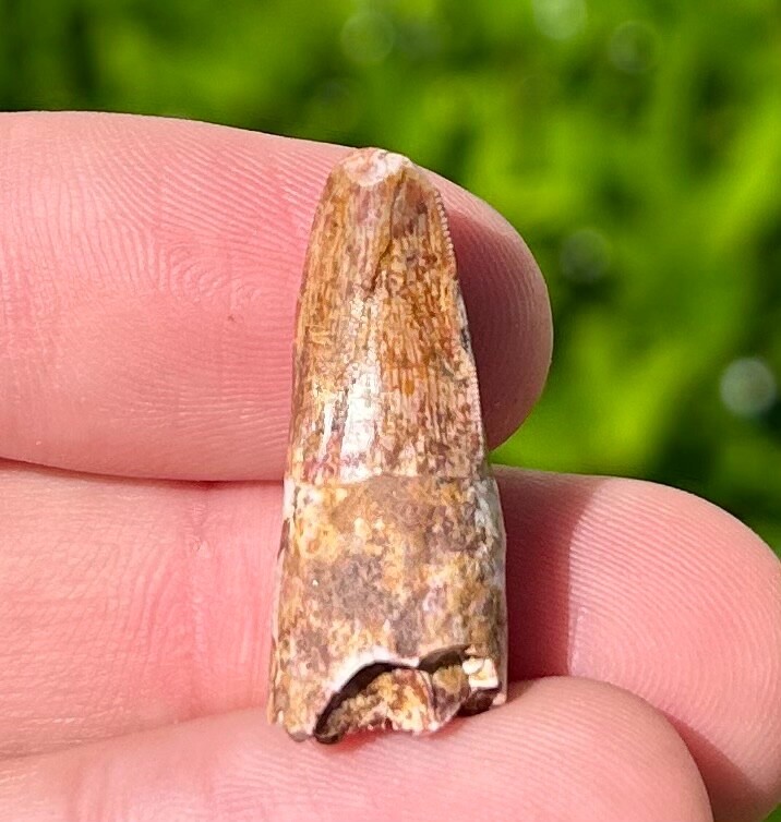 ROOTED Fossil Phytosaur Tooth Redondasaurus Triassic Dinosaur Tooth New ...