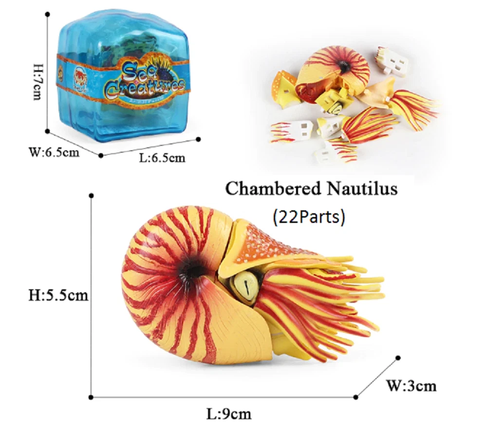 Nautilus Anatomy