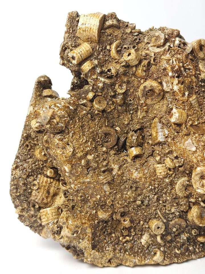 Crinoid Fossil Plate Specimen Stem Sections Cluster Encrinite Stone 2 ...
