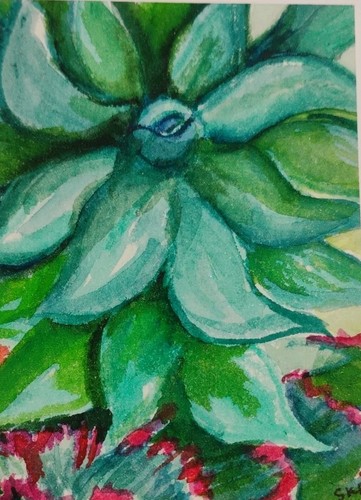 ACEO Succulents Watercolor Painting art by Sharon Foster Original | eBay